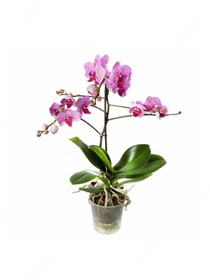 Tabiiy gullar narhlari Toshkentda, Toshkentda Tabiiy gullar sotib olish ...