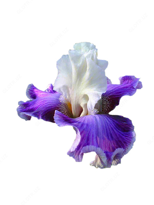 Tabiiy gullar narhlari Toshkentda, Toshkentda Tabiiy gullar sotib olish ...