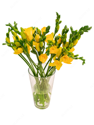 Tabiiy gullar narhlari Toshkentda, Toshkentda Tabiiy gullar sotib olish ...