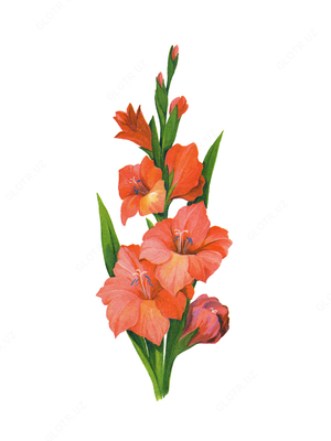 Tabiiy gullar narhlari Toshkentda, Toshkentda Tabiiy gullar sotib olish ...